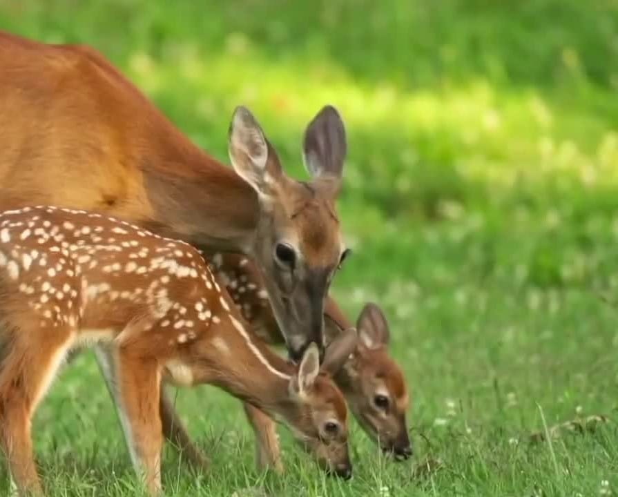 Michigan Wildlife - Saugatuck-Douglas History Center